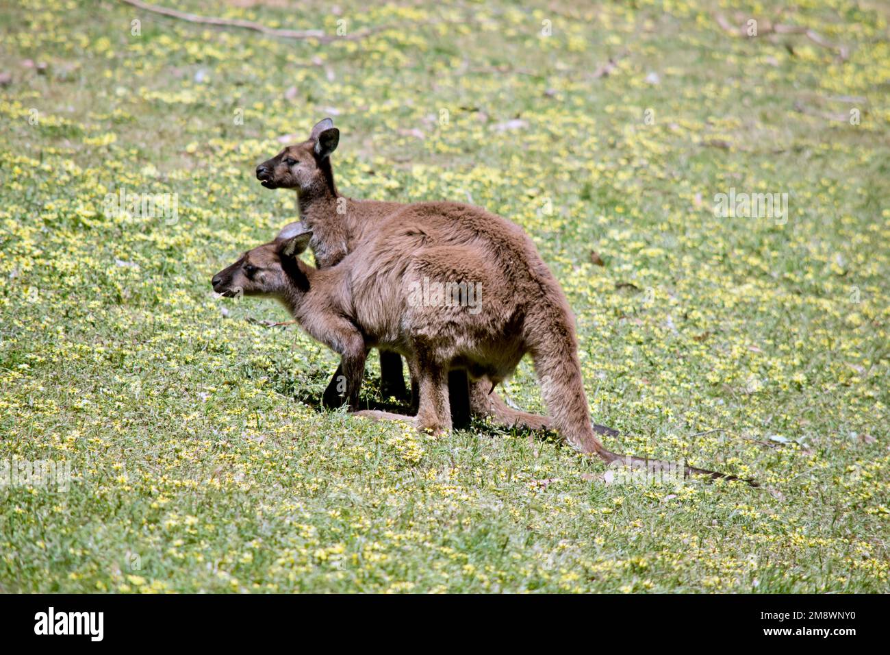 Grazing kangaroos kangaroo island hi-res stock photography and images ...