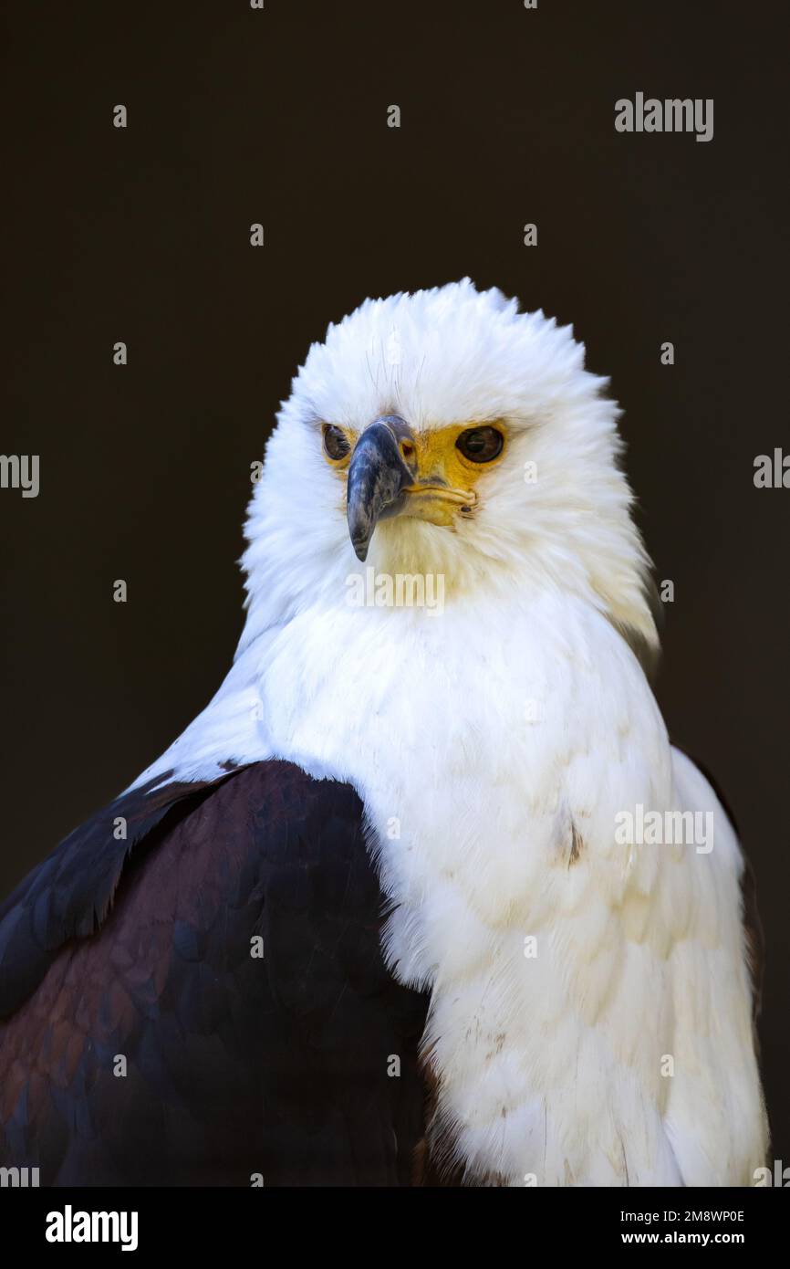 A vertical shot of African osprey bird against blur background Stock ...
