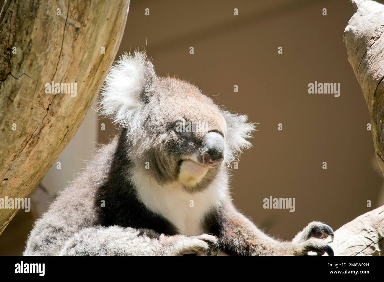 the koala has a grey tan body with a white chest and ears and a big ...