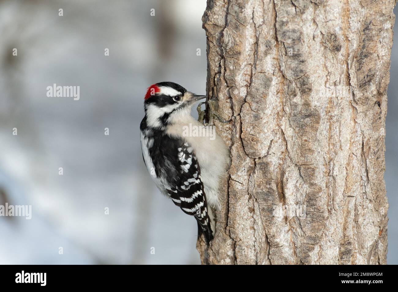A downy woodpecker, Picoides pubescens, clinging to the trunk of a tree ...