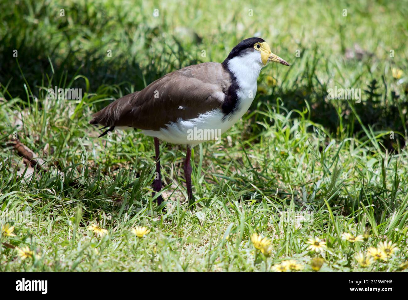 the masked lapwing has a yellow mask with black on top of its head ...