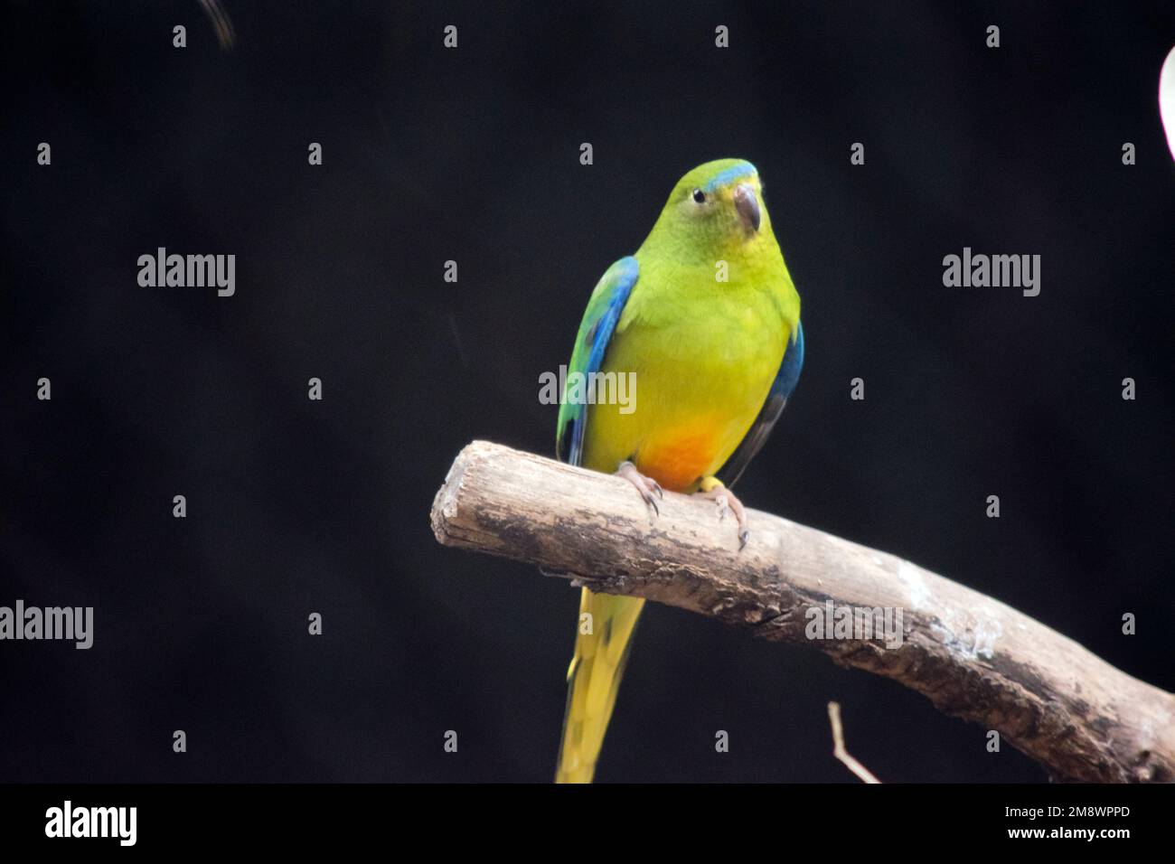 the orange bellied parrot has a light green body with orange on its ...