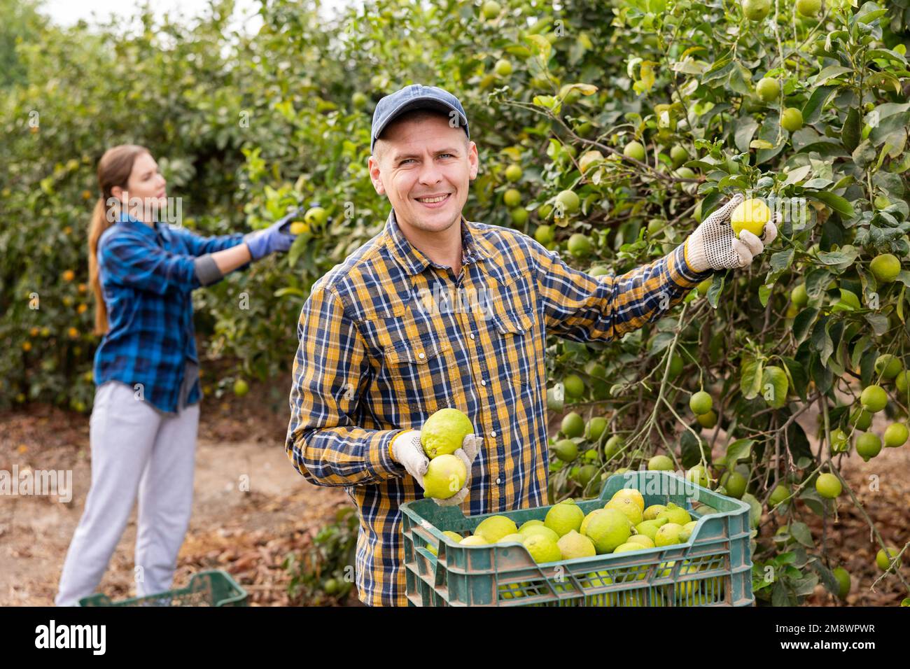 Delighted farmers picking lemons in fruit farm Stock Photo - Alamy