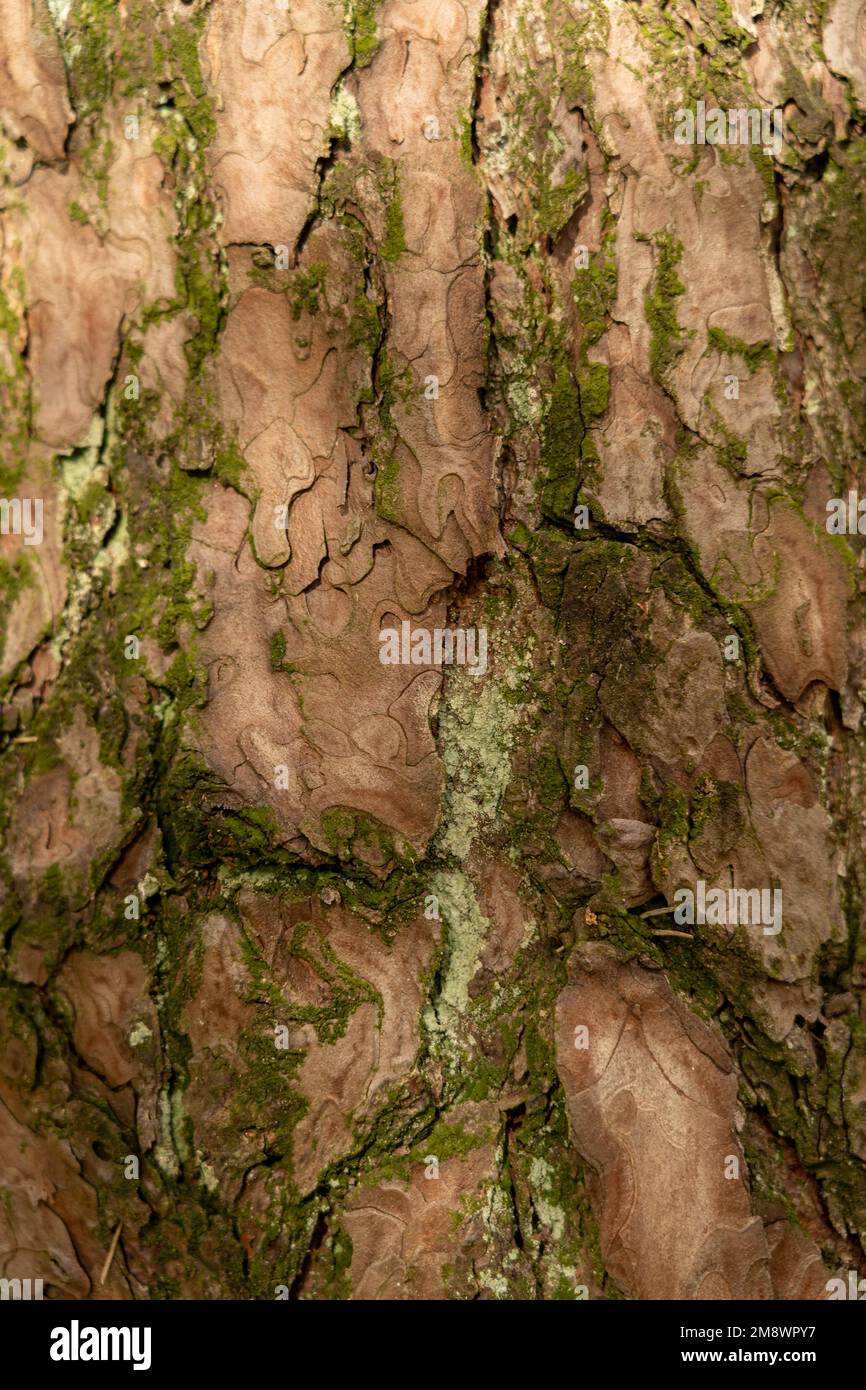 Texture of bark wood use as natural background Stock Photo - Alamy
