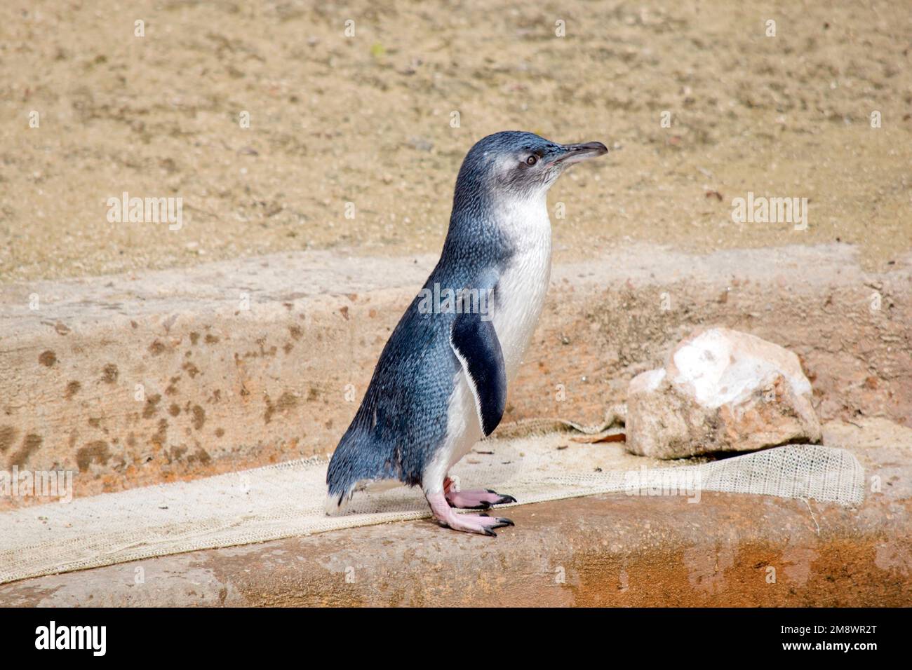 A fairy penguin hi-res stock photography and images - Alamy