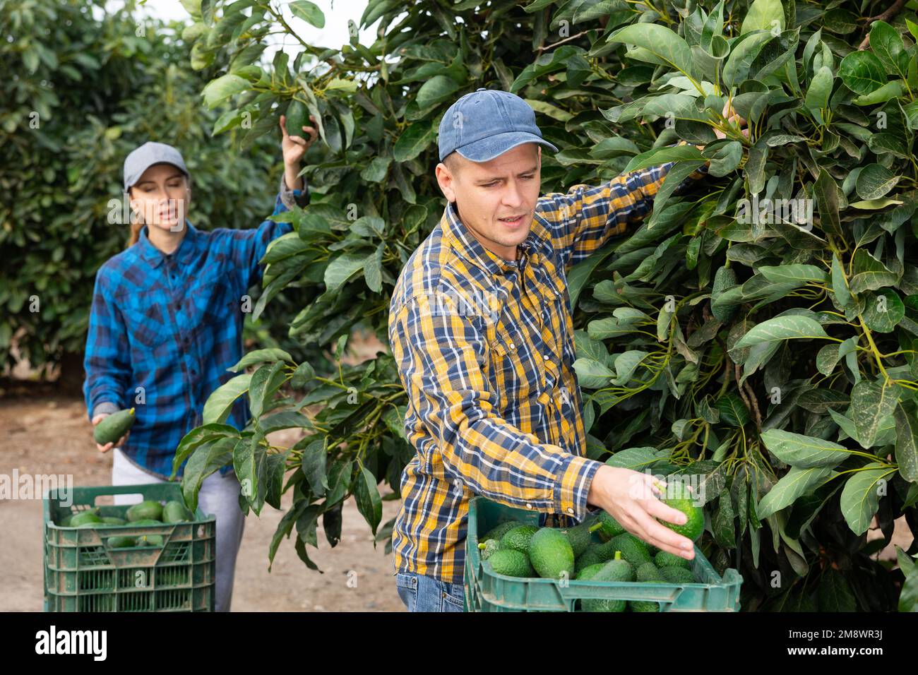 Smiling farmers picking avocados in fruit farm Stock Photo - Alamy