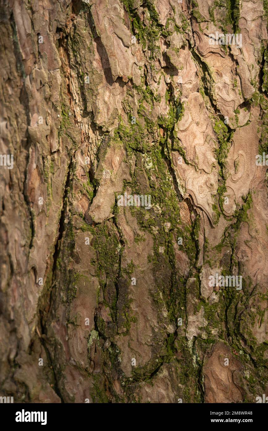 Texture of bark wood use as natural background Stock Photo - Alamy