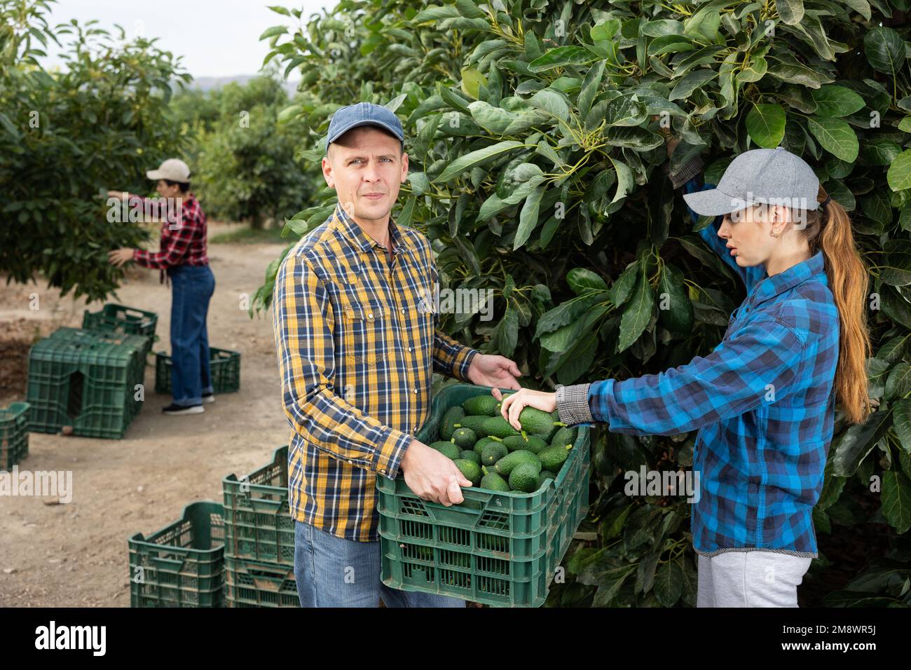 Focused European male and female picking ripe organic avocados in ...