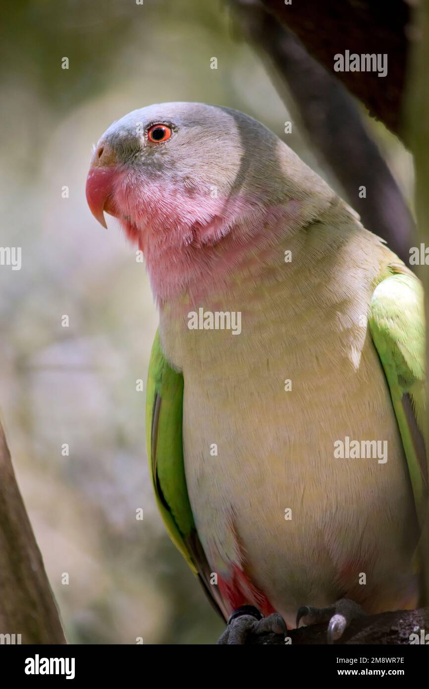 the princess parrot is a colorful bird. It has a light blue head, pink ...