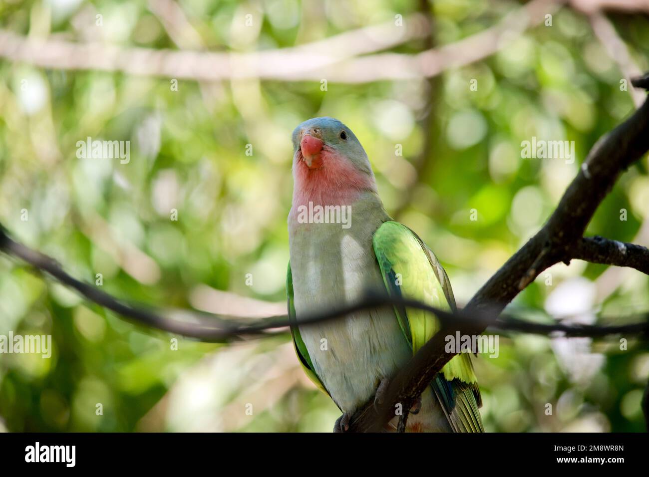 Princess parrot hi-res stock photography and images - Alamy