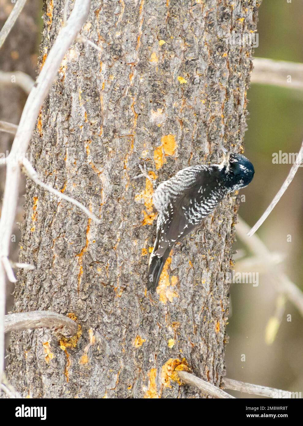 An American three-toed woodpecker, Picoides dorsalis, clinging to the ...