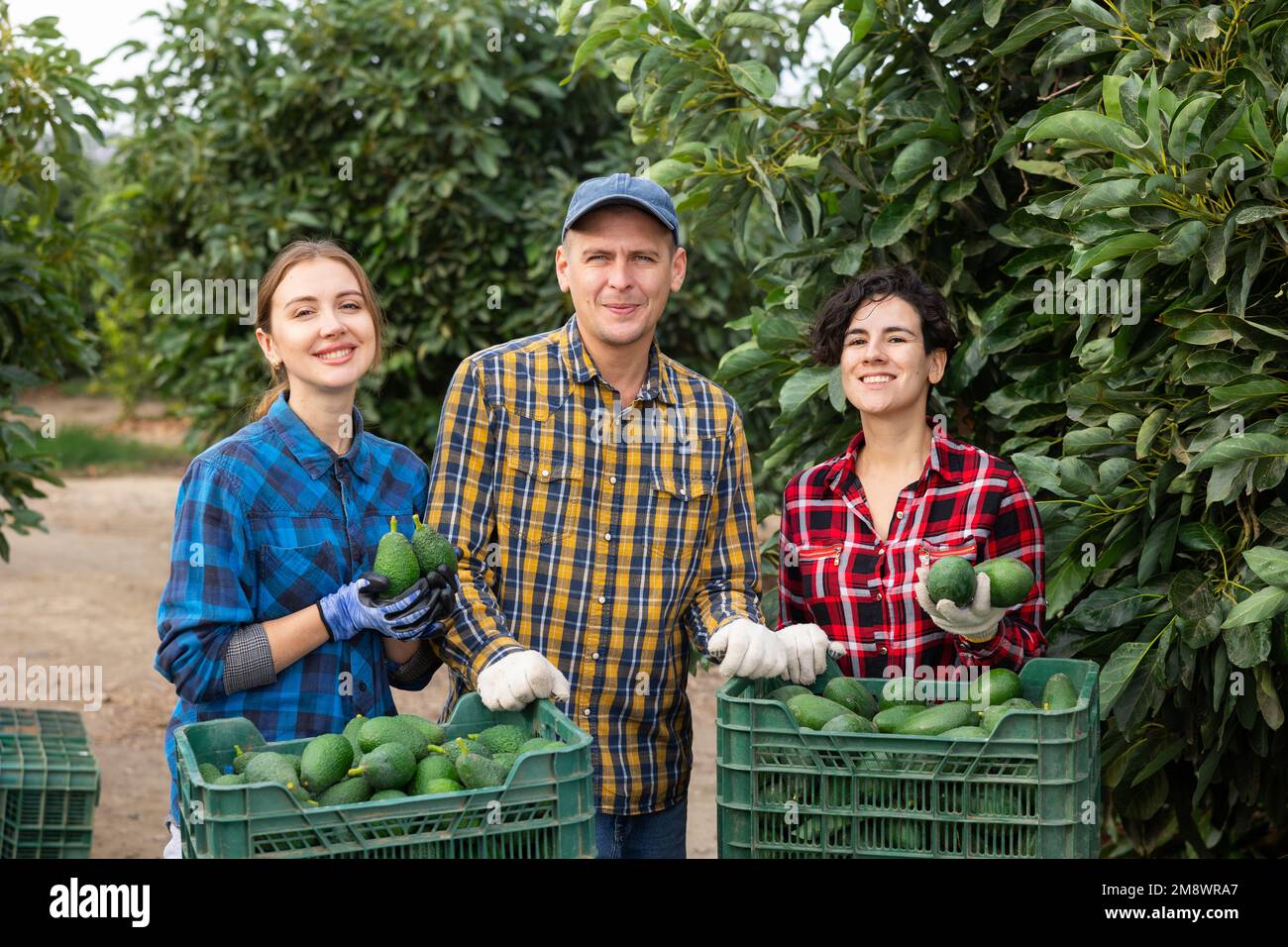 Three cheerful gardeners standing in front of plastic boxes with ripe ...