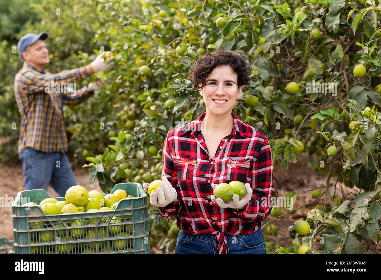 Delighted farmers picking lemons in fruit farm Stock Photo - Alamy