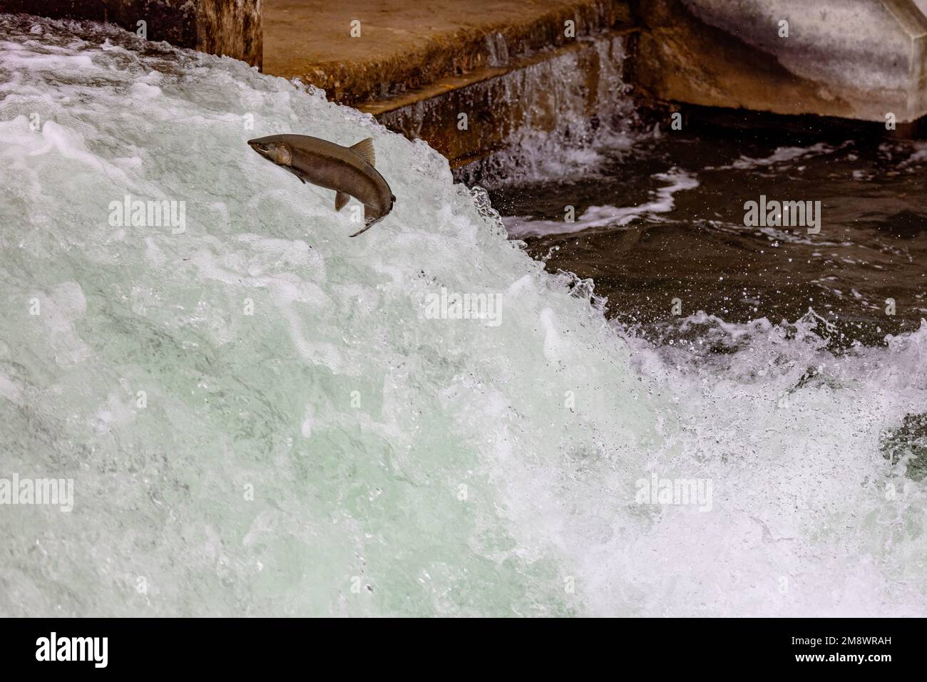 Small jumping fish river hi-res stock photography and images - Alamy