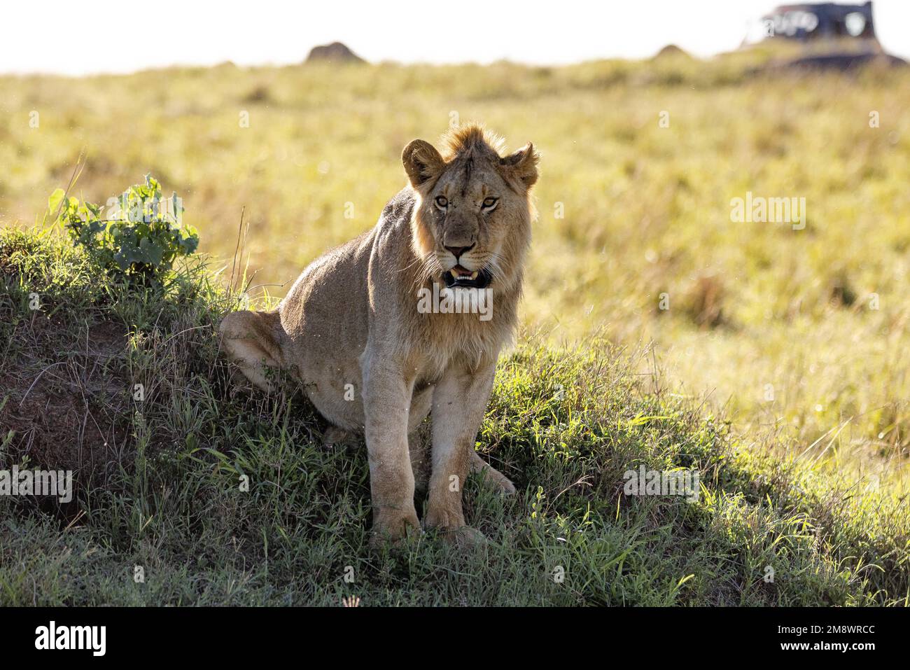 Male lion sitting and yawning Stock Photo - Alamy