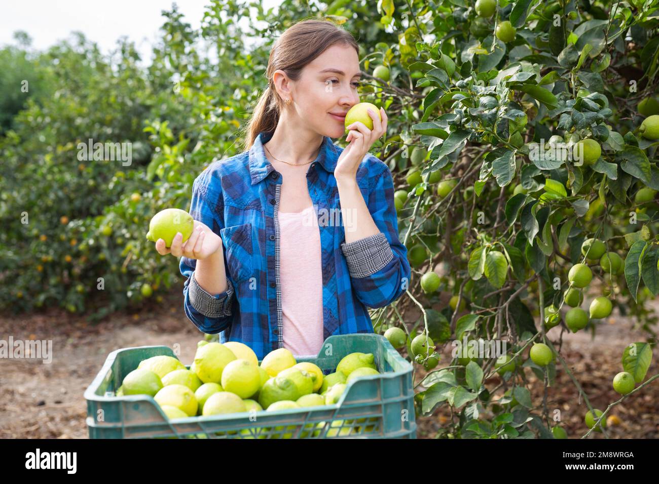 Female farmer holding branches of lemon tree with lemons, picking ...
