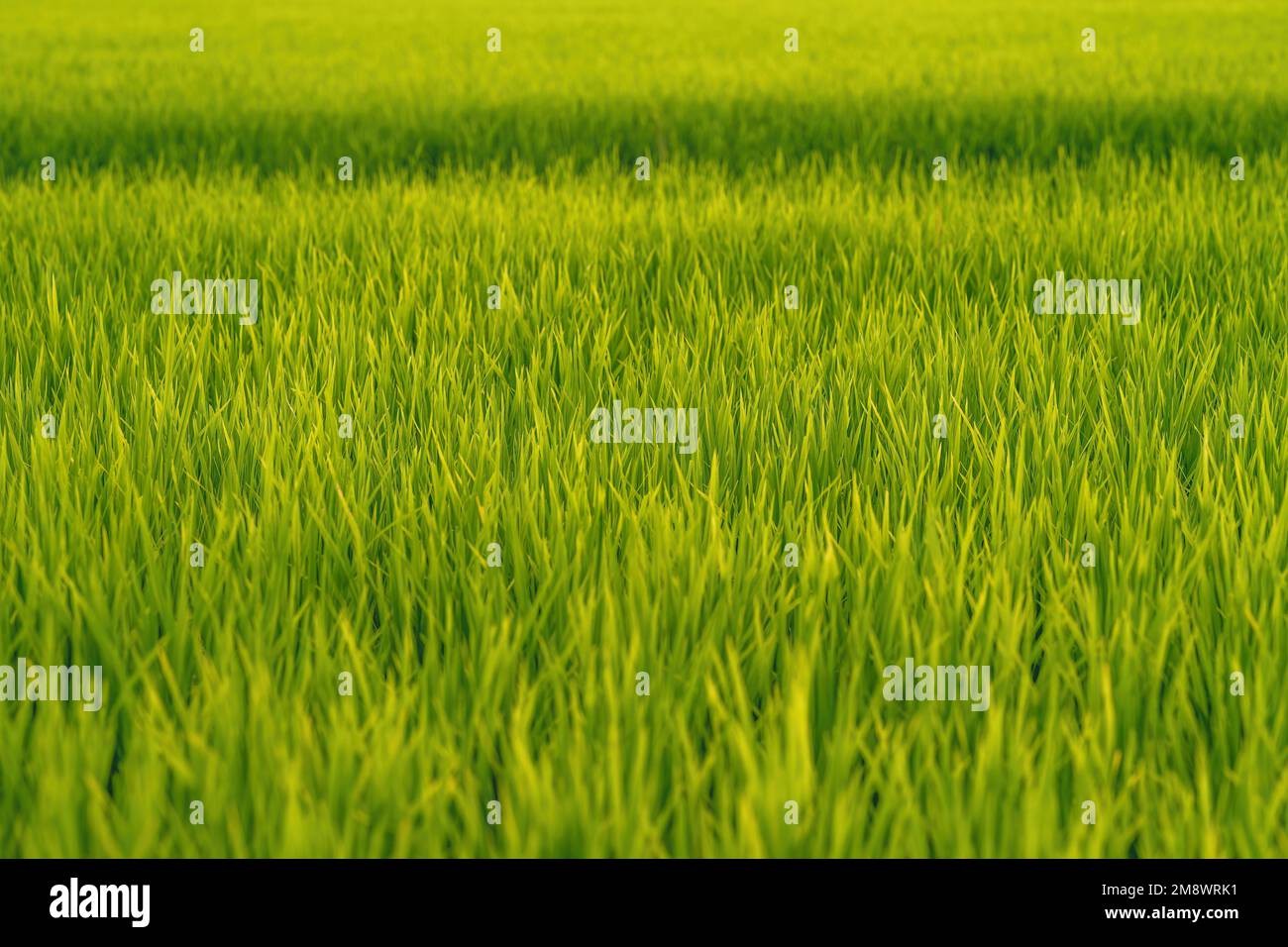 A high angle closeup of Paddy rice growing in the field Stock Photo - Alamy