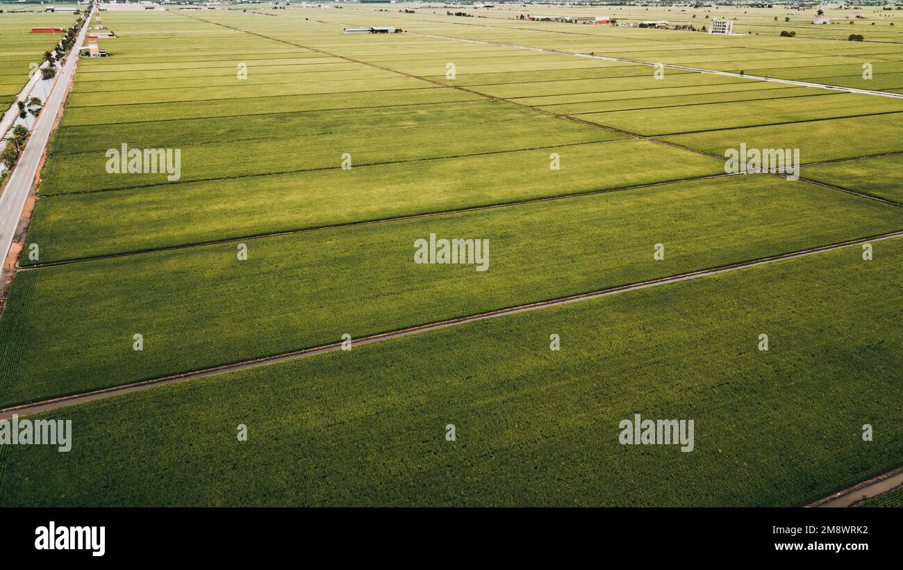 An aerial view of green paddy fields Stock Photo - Alamy