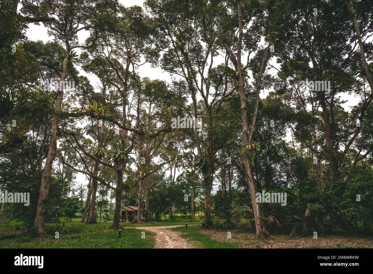 A scenic view of tall rainforest trees and jungle landscape Stock Photo ...