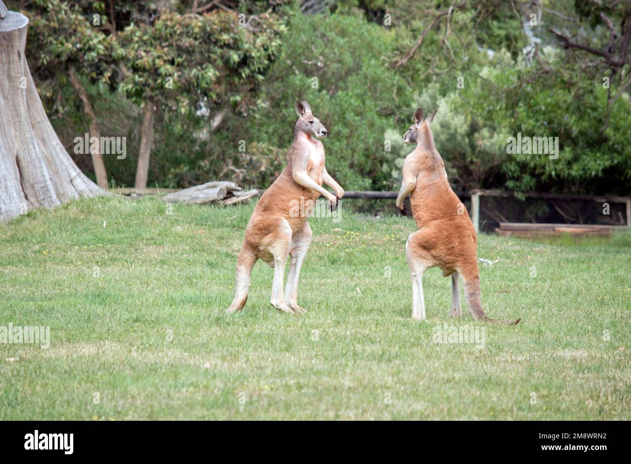 the two male kangaroos are fighting over who will end up mating with ...