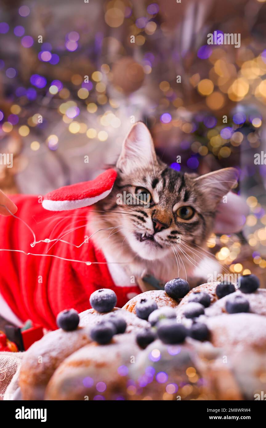 Christmas cat. Beautiful fluffy pet in a santa claus hat. Baking among ...