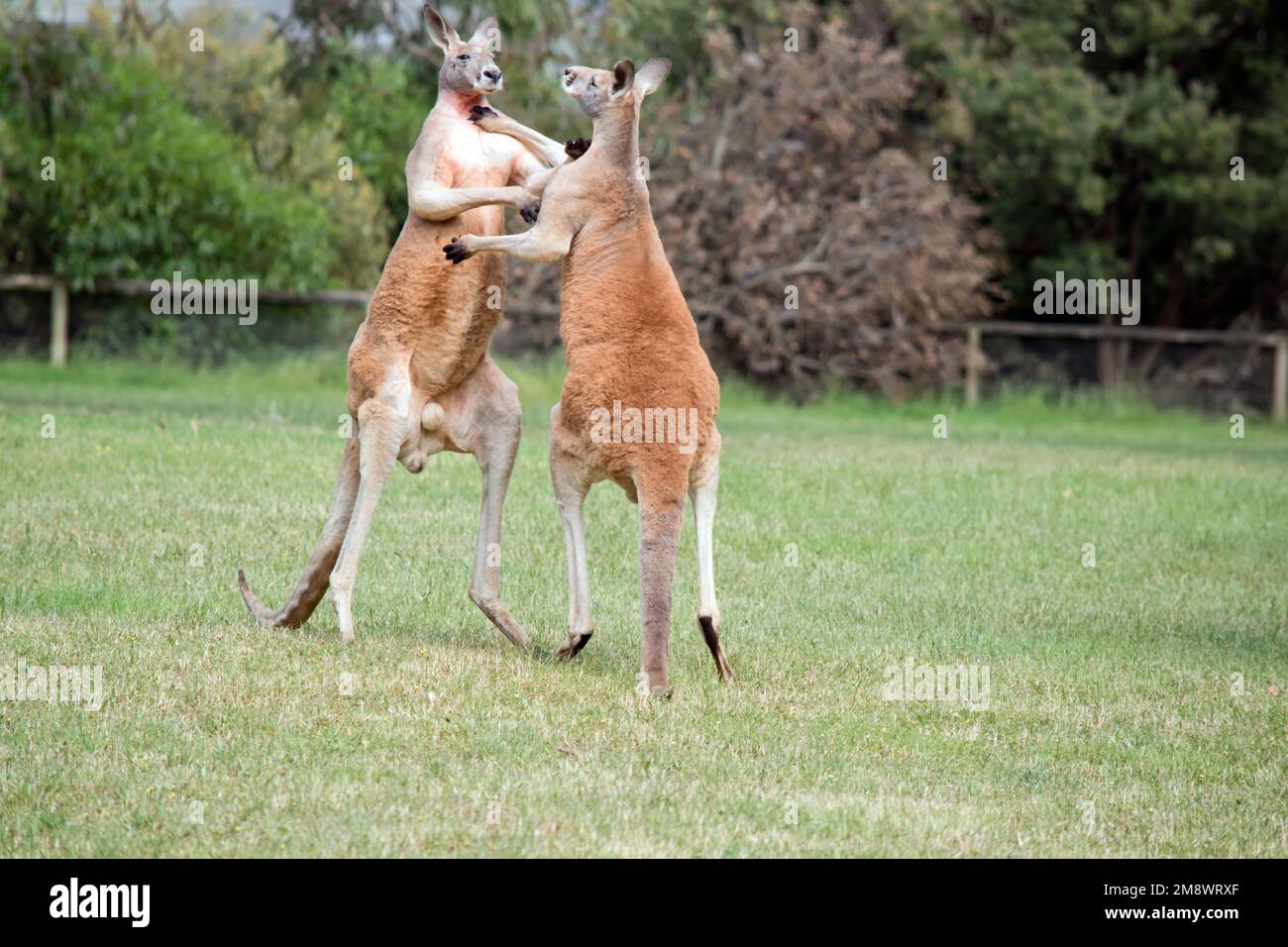 the two male kangaroos are fighting over who will end up mating with ...