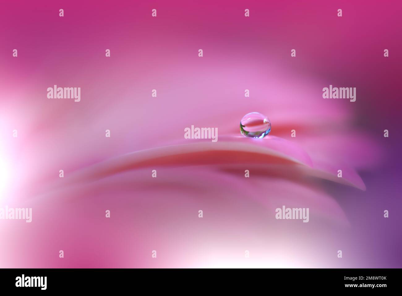 Beautiful Macro Photo.Colorful Flowers.Border Art Design.Magic Light ...