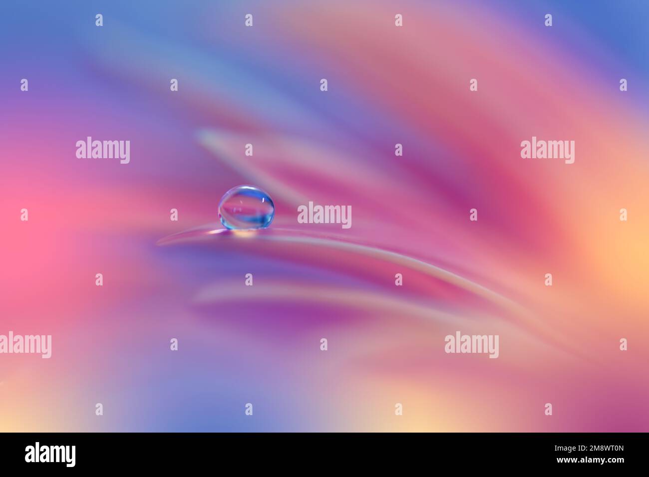 Beautiful Macro Photo.Colorful Flowers.Border Art Design.Magic Light ...