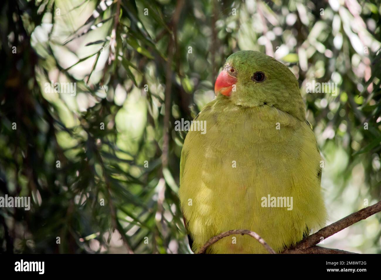the female regent parrot is sitting in a tree Stock Photo - Alamy
