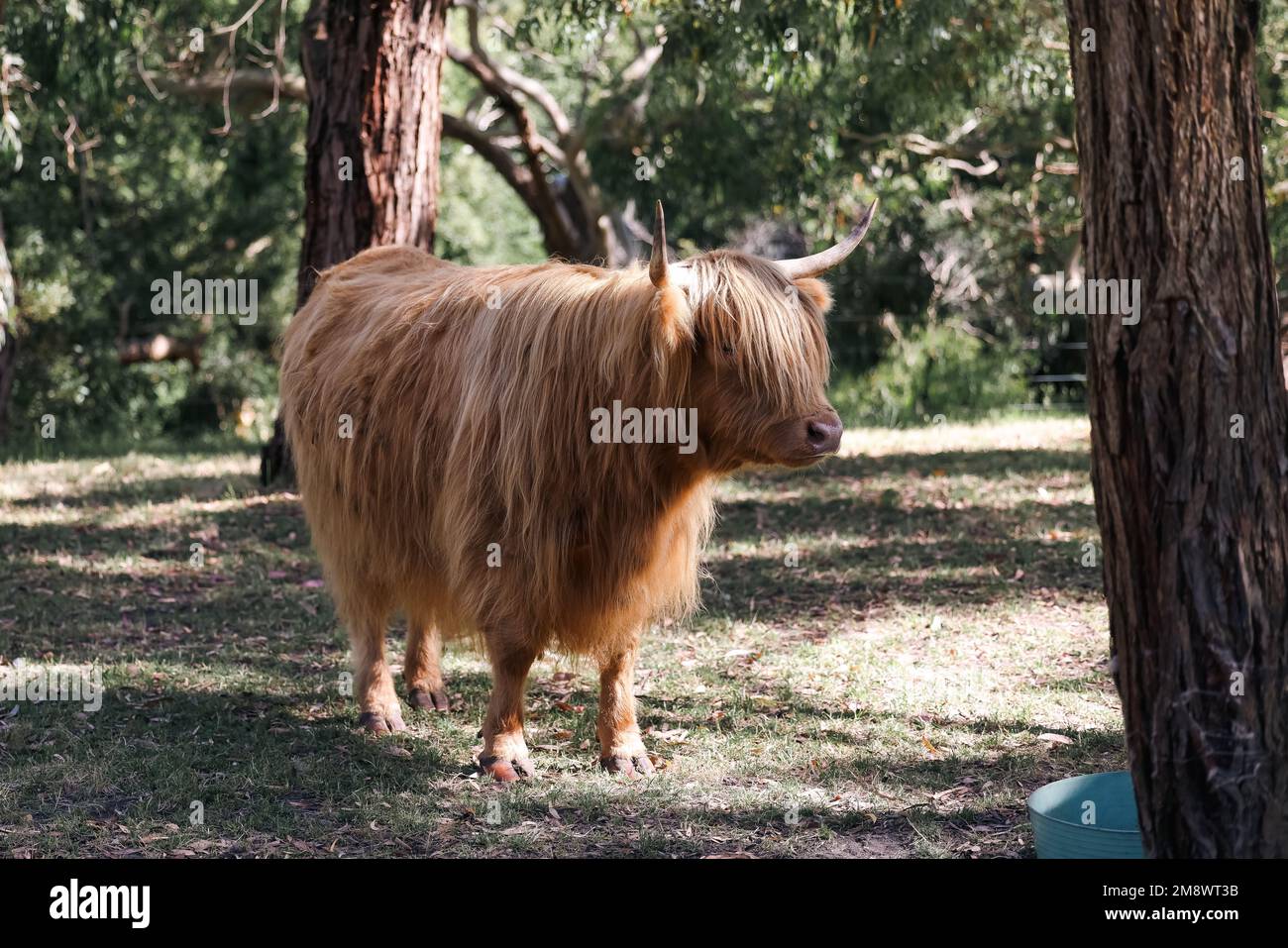 Highland cattle golden hi-res stock photography and images - Alamy
