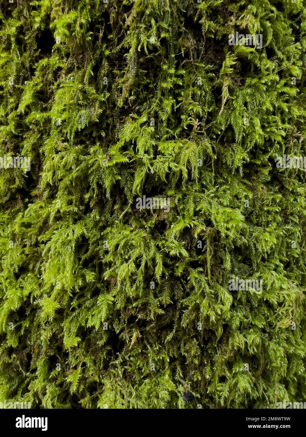 Stabilized moss for walls hi-res stock photography and images - Alamy