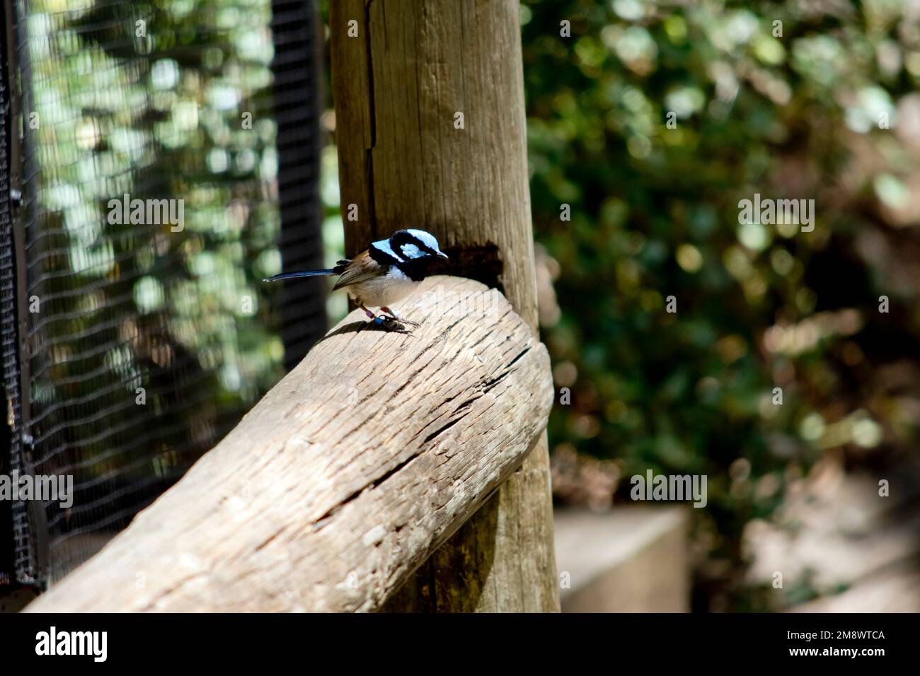 the male splendid fairy wren is distinctive with a bright blue forehead ...