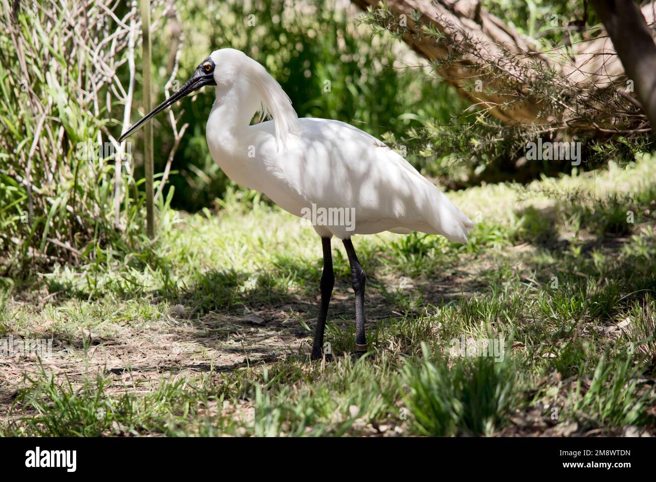 the spoonbill is a tall white bird with a black bill in the shape of a ...