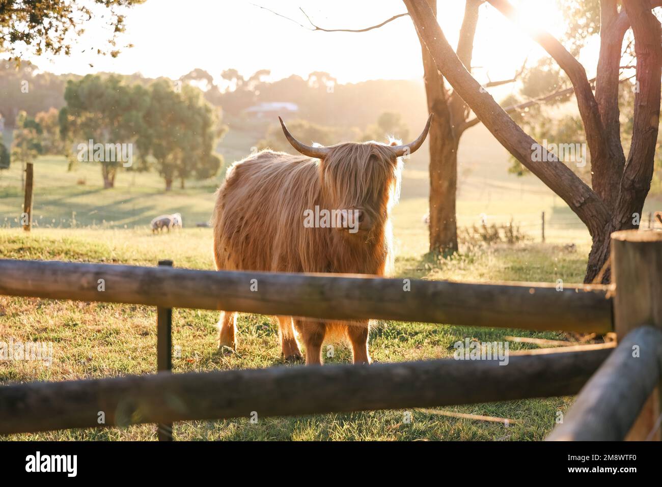 Highland cattle golden hi-res stock photography and images - Alamy