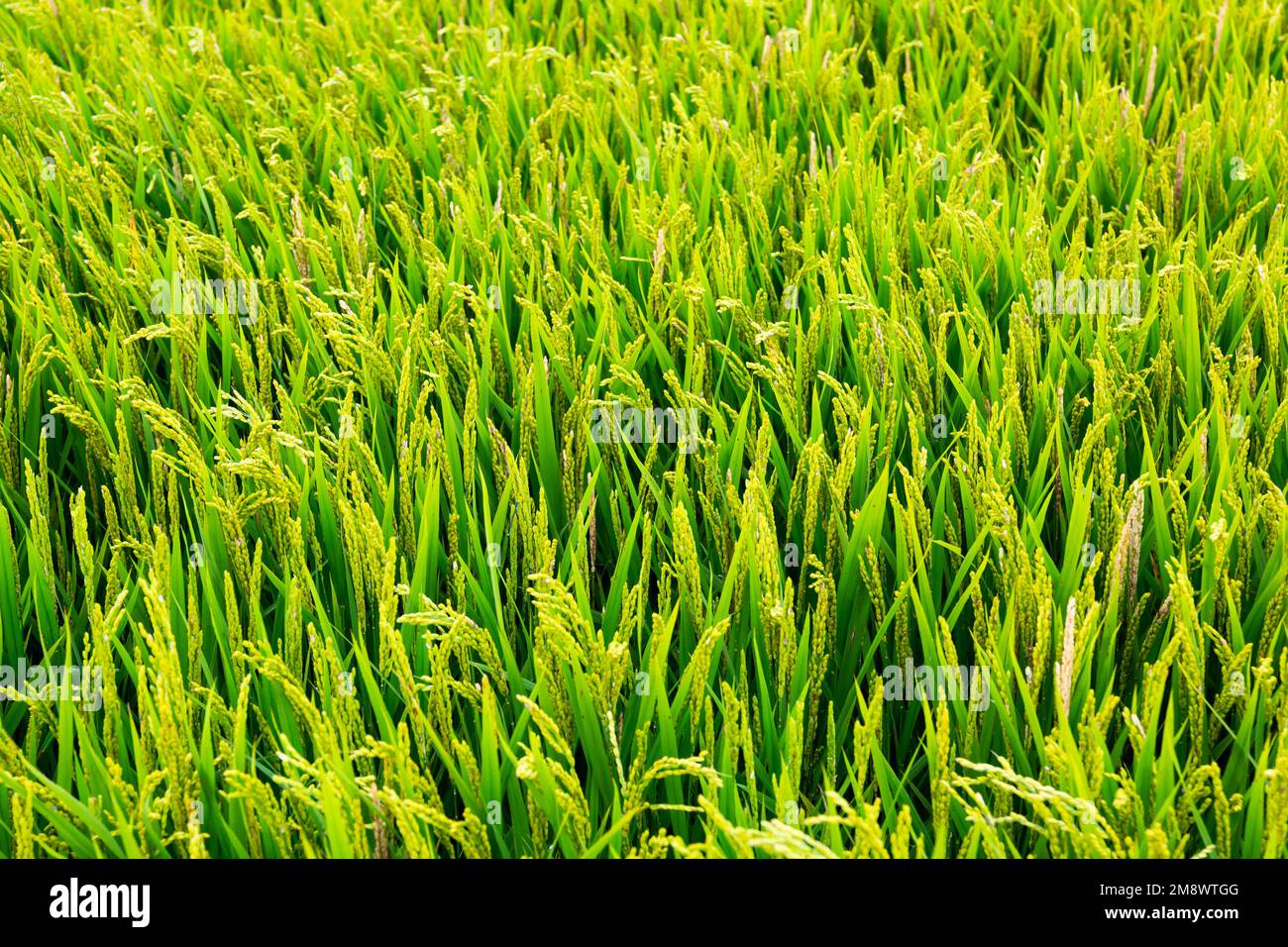 Green rice field Stock Photo - Alamy
