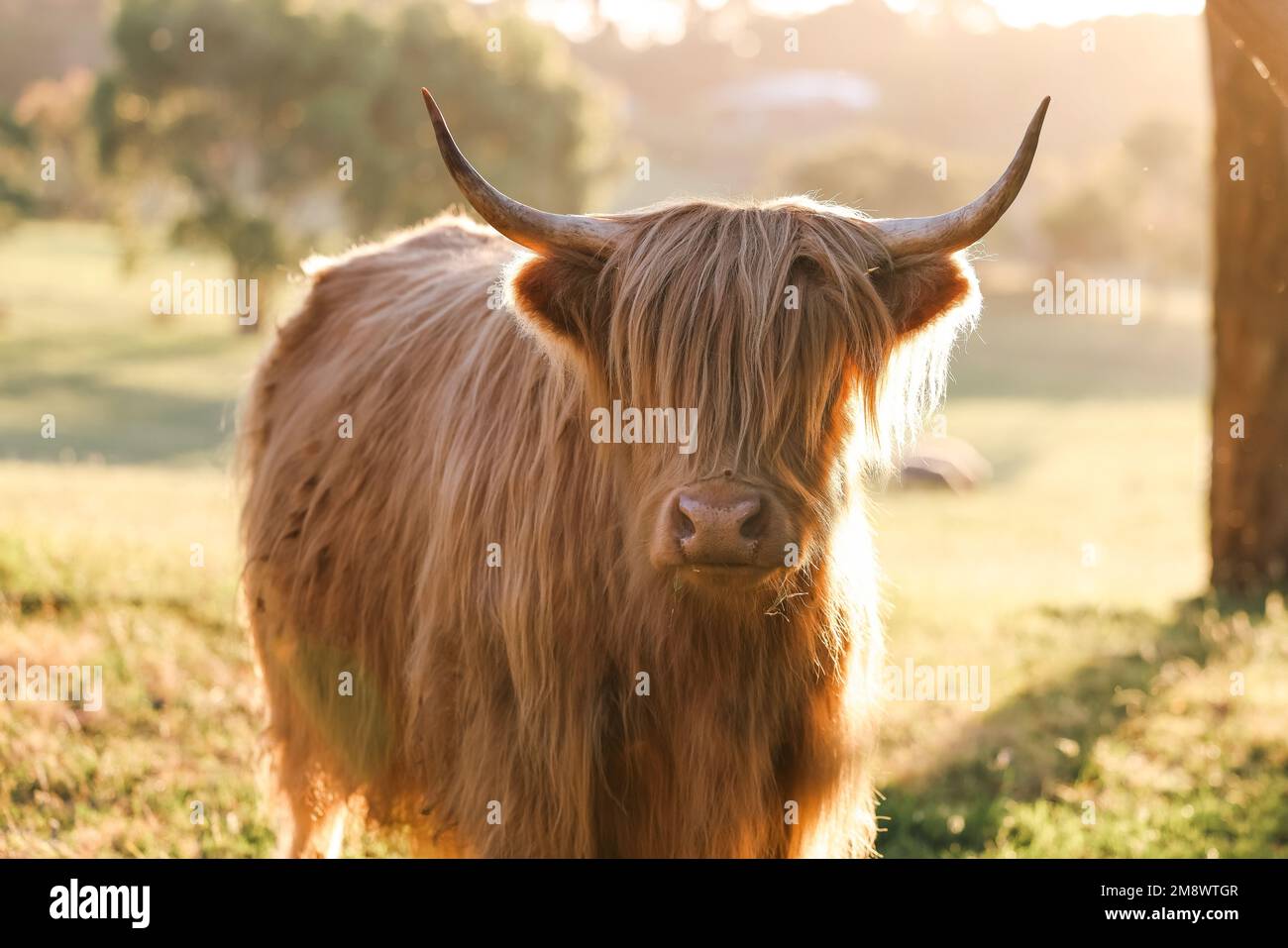 Cow in the afternoon sun hi-res stock photography and images - Alamy