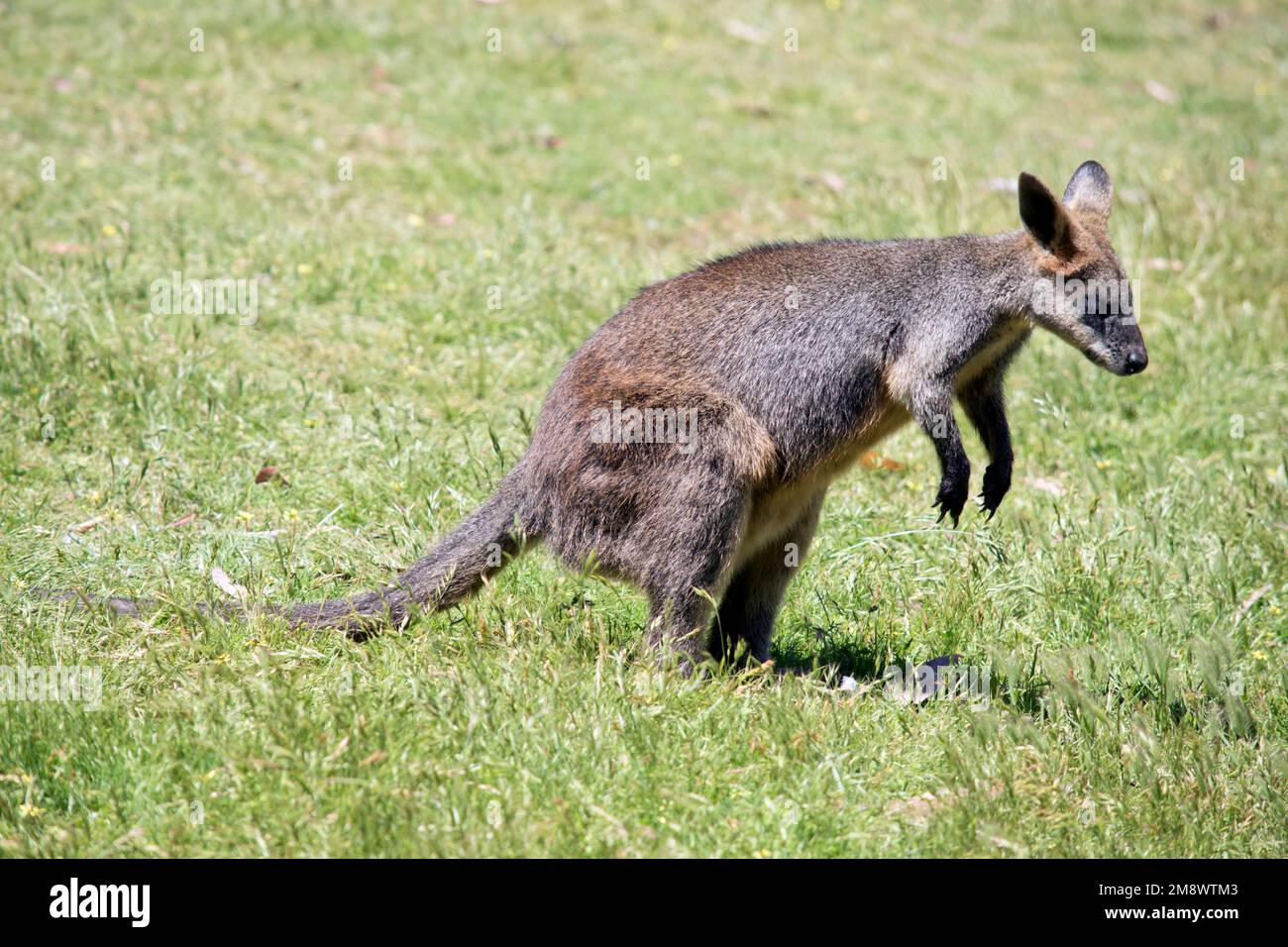 the swamp wallaby is a medium size wallaby with a grey and tan body a ...