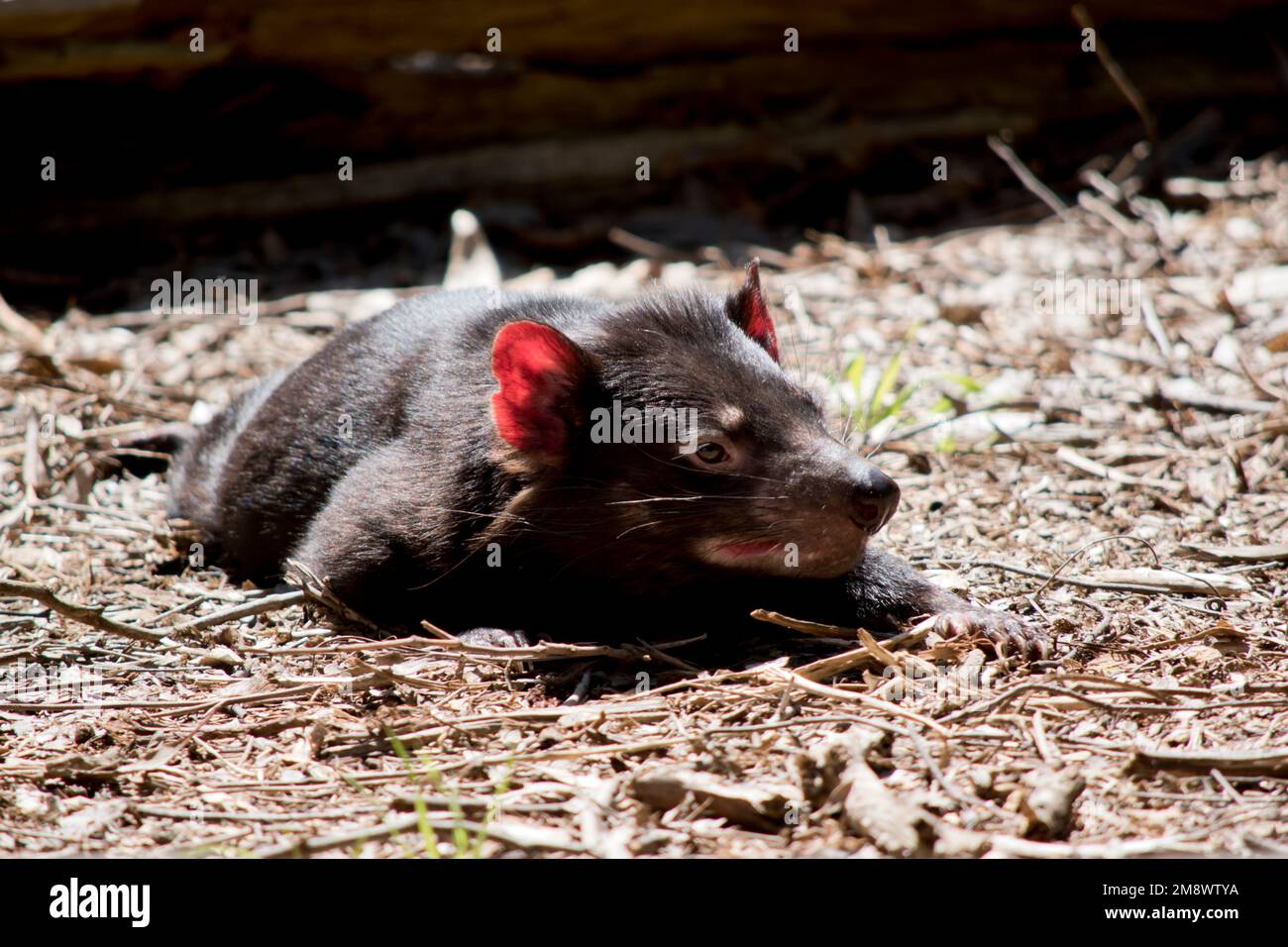 the tasmanian devil is a black marsupial Stock Photo - Alamy