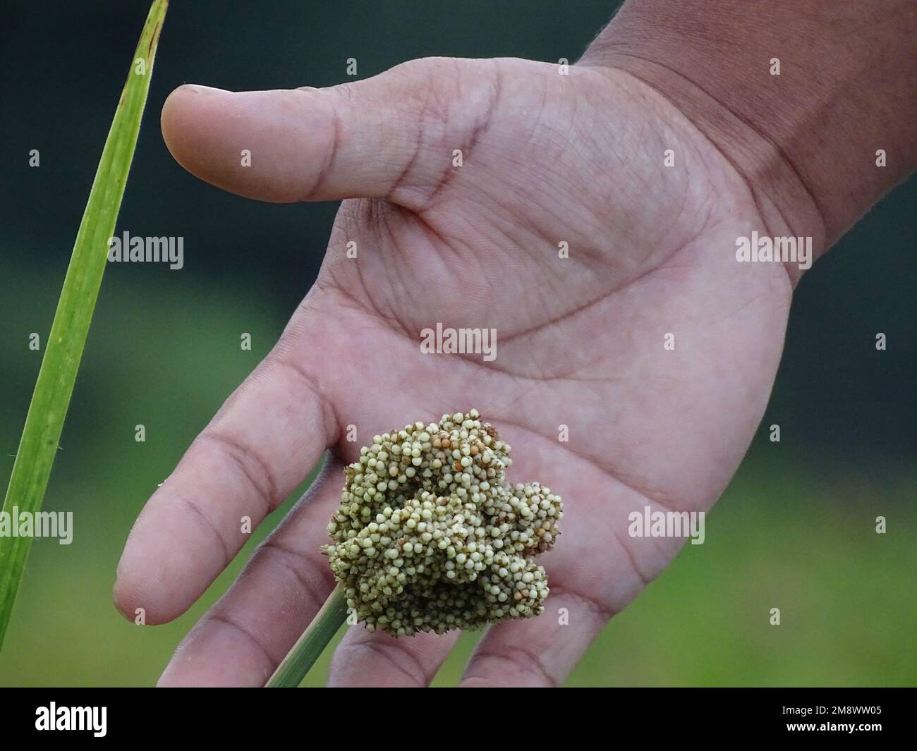 A closeup of a hand holding a garlic bud with blurred greenery in the ...