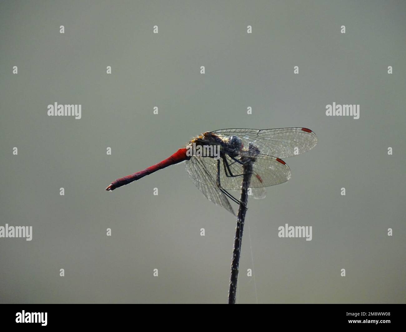 A closeup of a red dragonfly holding onto a thick stick on blurred ...