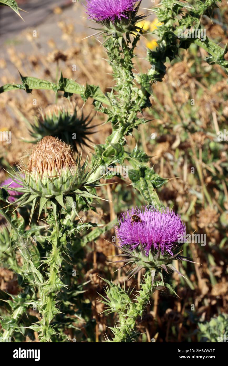 Artischocke garten hi-res stock photography and images - Alamy