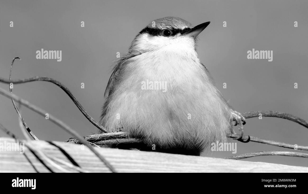 Nuthatch background Black and White Stock Photos & Images - Alamy