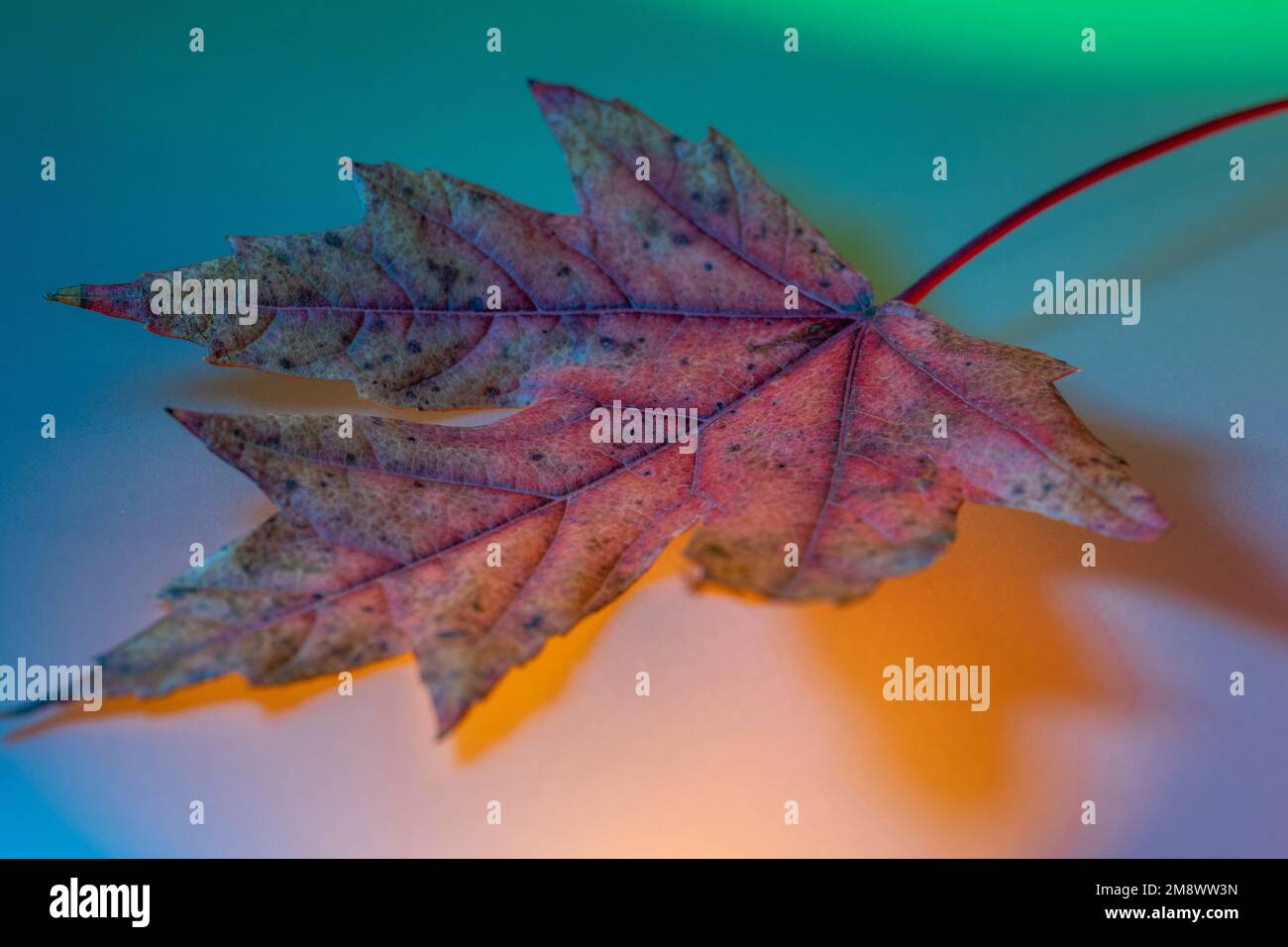 Neon maple leaf hi-res stock photography and images - Alamy