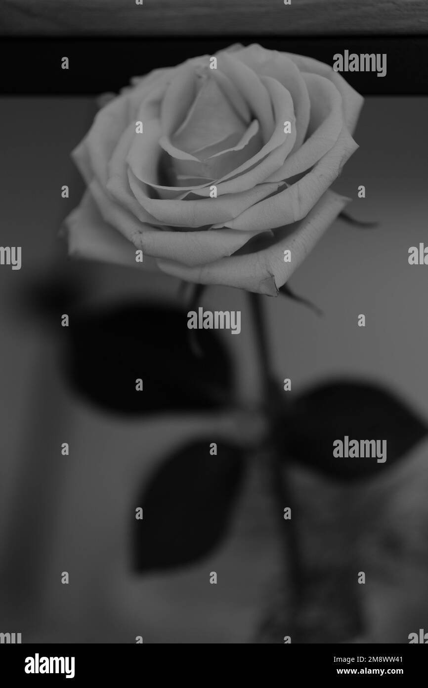 Bloomed flower Black and White Stock Photos & Images - Alamy