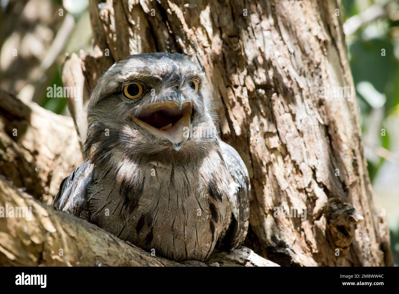 Frogmouth Owl Black Eyes