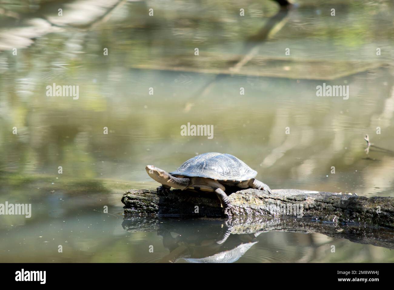 the turtle has a hard green shell Stock Photo - Alamy