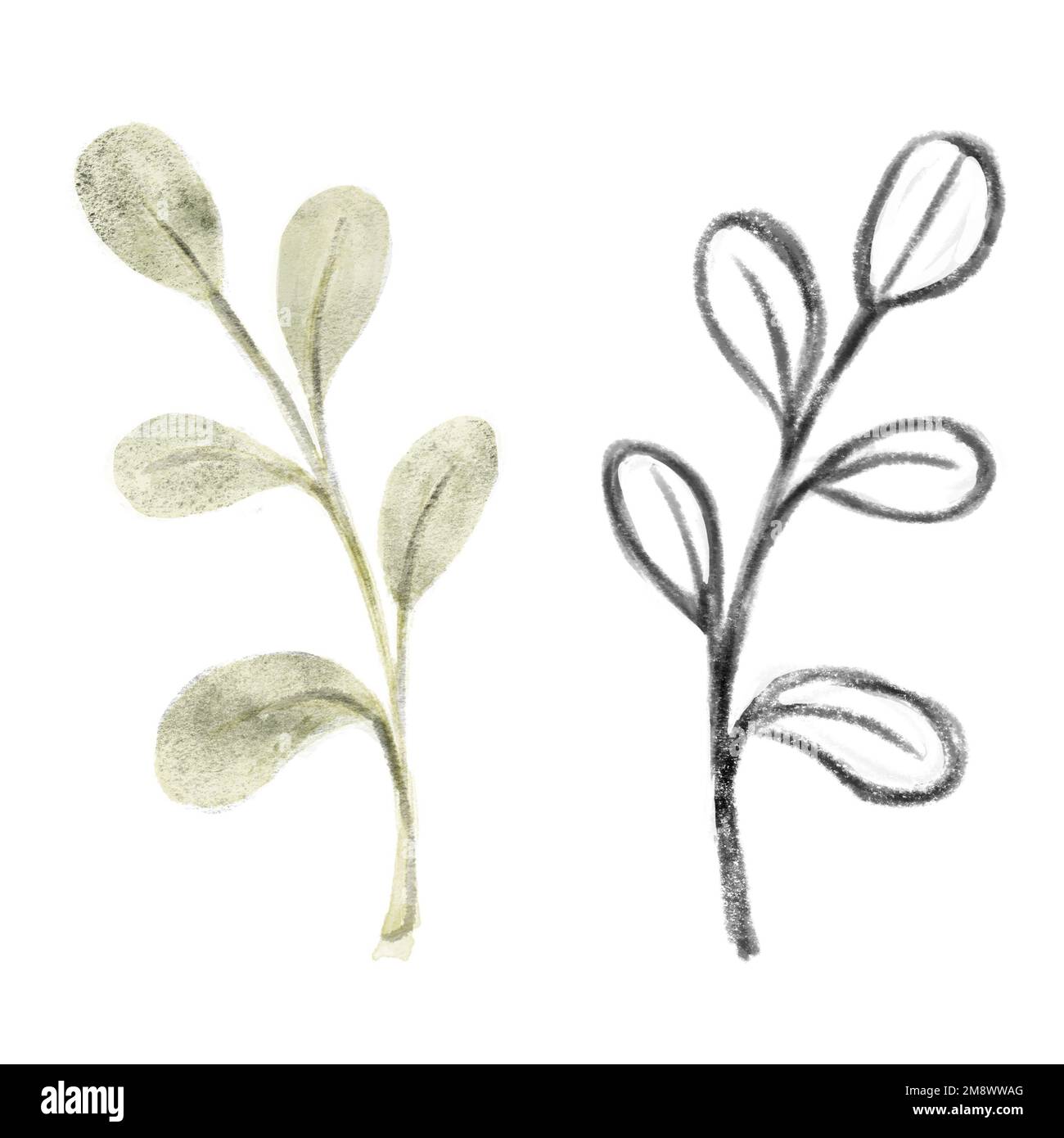 Green watercolor hand painted leaves. Isolated on white background ...