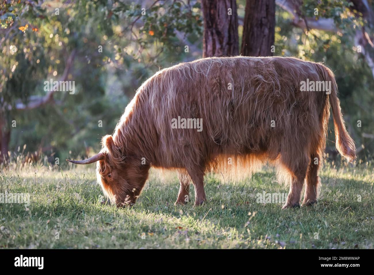 Cow in the afternoon sun hi-res stock photography and images - Alamy