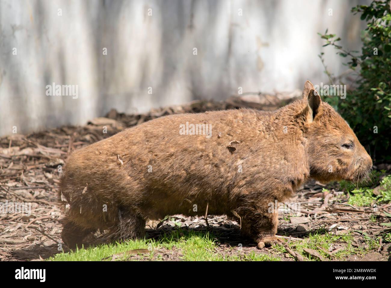 this is a side view of a hairy nosed wombat climbing a hill Stock Photo ...