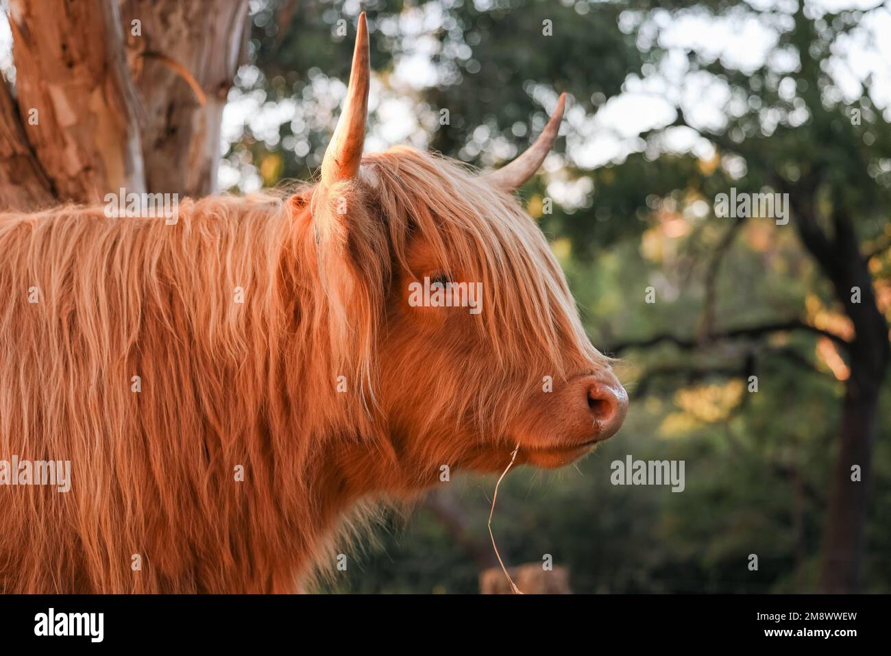 Highland cow scotland sunset hi-res stock photography and images - Alamy